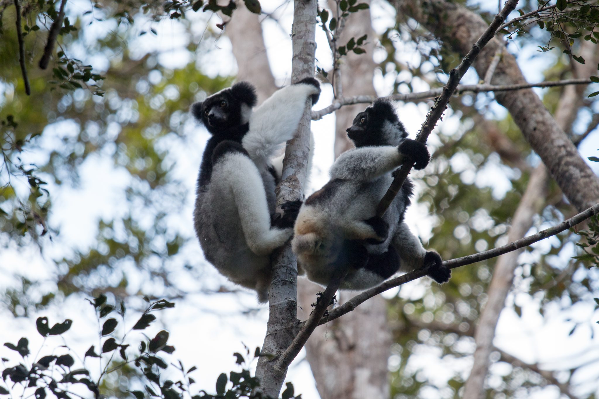 Travel Confidently - Madagascar is Safe | Dadamanga